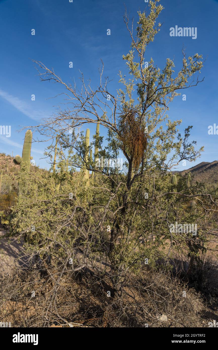 A Desert Ironwood, Olneya tesota, with mistletoe in Saguaro National ...