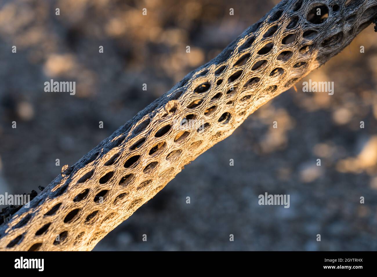 The woody skeleton of a cholla cactus in Saguaro National Park, Tucson ...