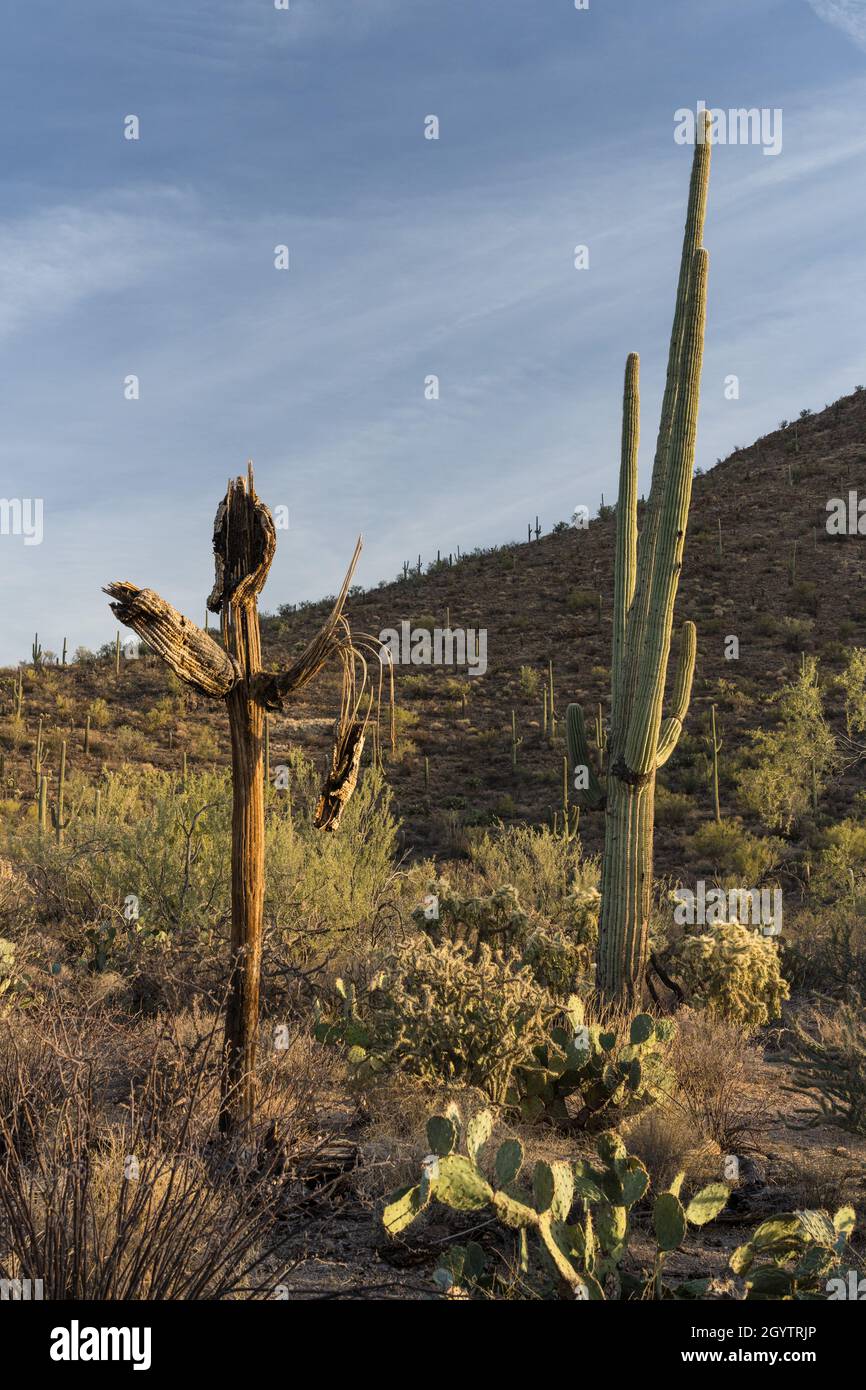 The skeleton of a dead Saguaro cactus, Carnegiea gigantea, next to a ...