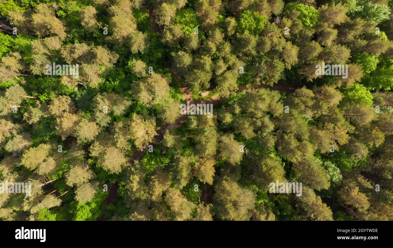 Aerial view of the trees of a fall forest Stock Photo - Alamy