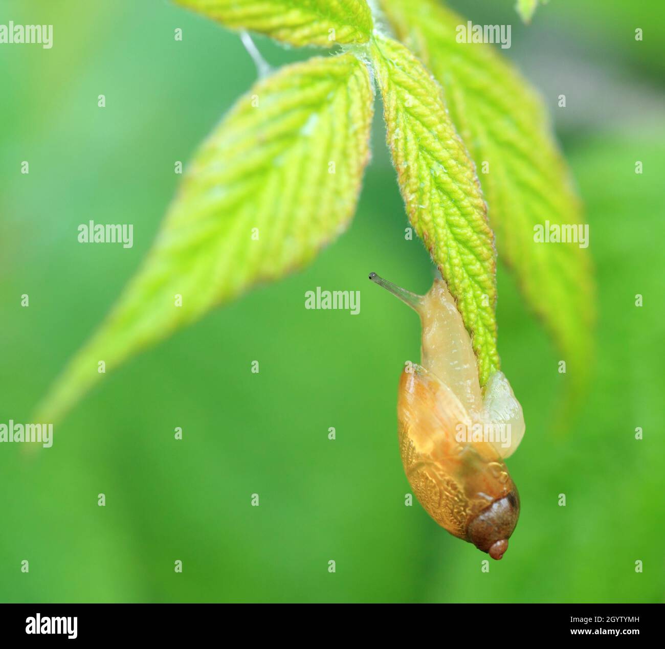 Close-up of an Amber Snail (Succinea putris) hanging onto the underside ...