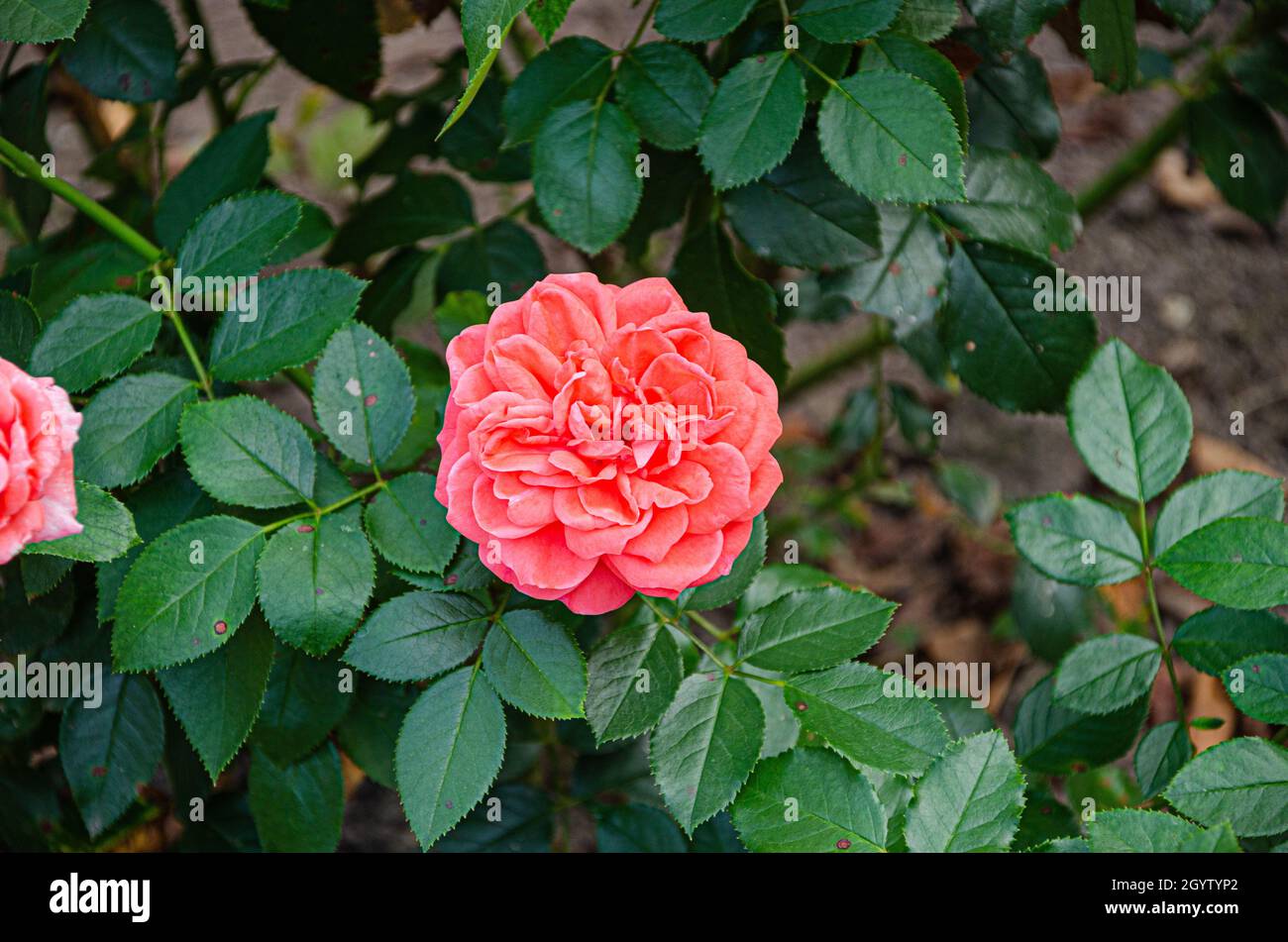 Niagara falls flower garden hi-res stock photography and images - Alamy