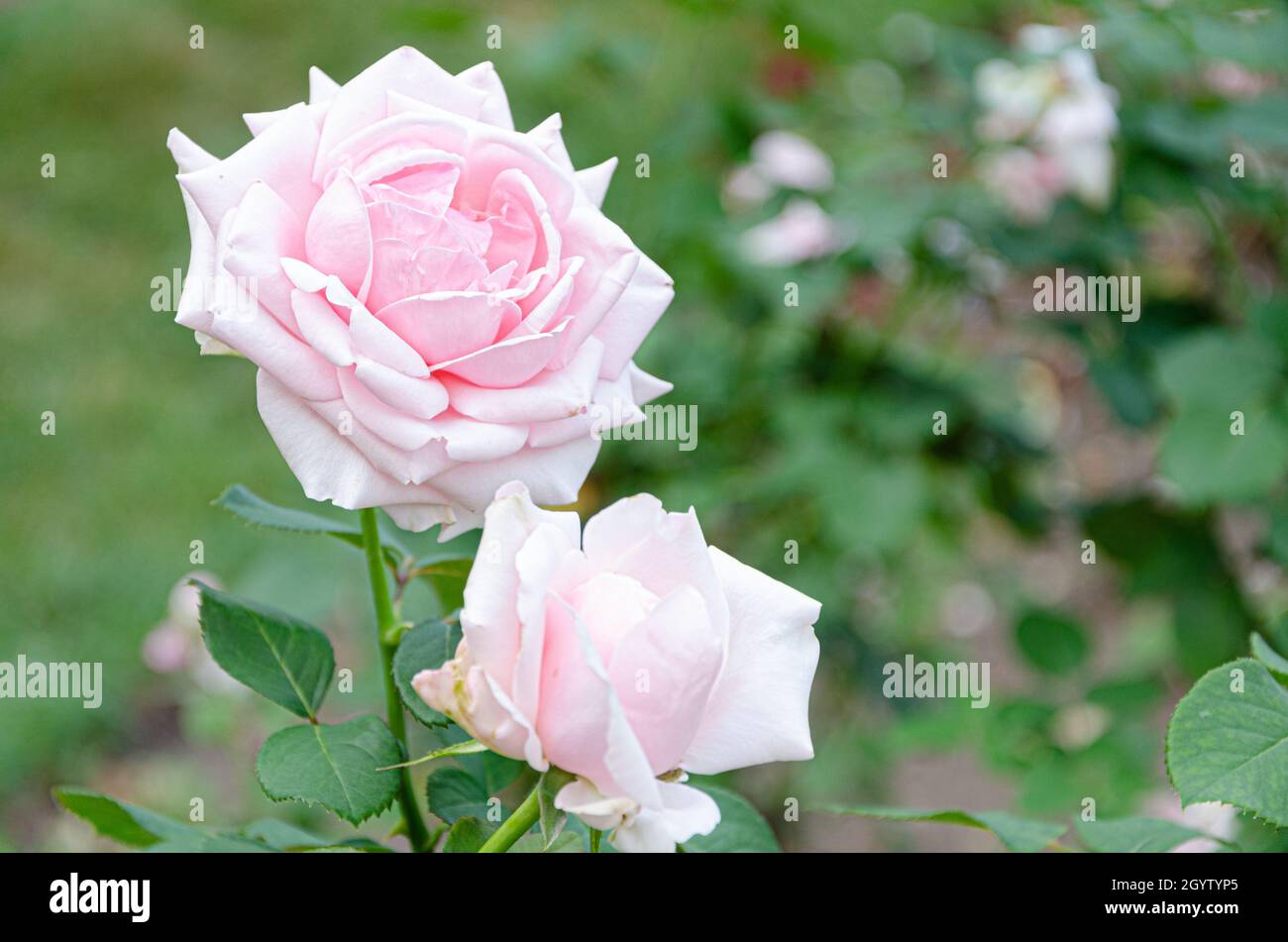 Light Pink Rose Rosaceae Flower in Green Garden Stock Photo - Alamy