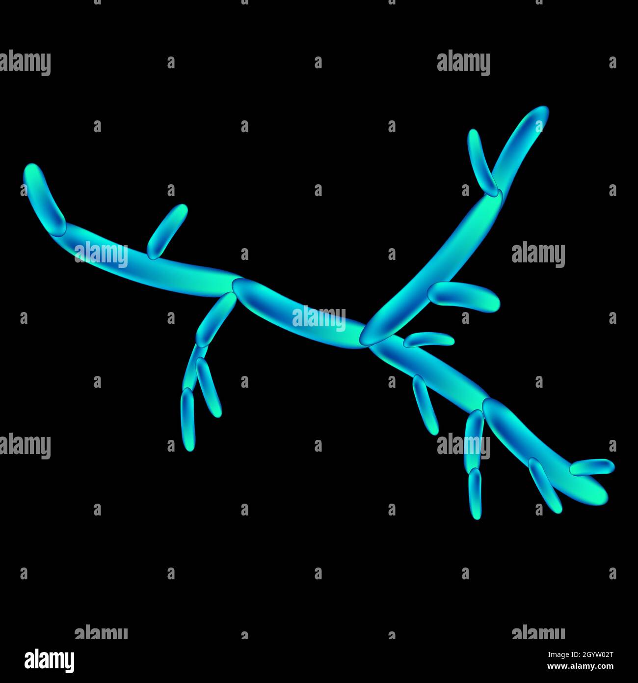 C. parapsilosis candida. Pathogenic yeast-like fungi of the Candida ...