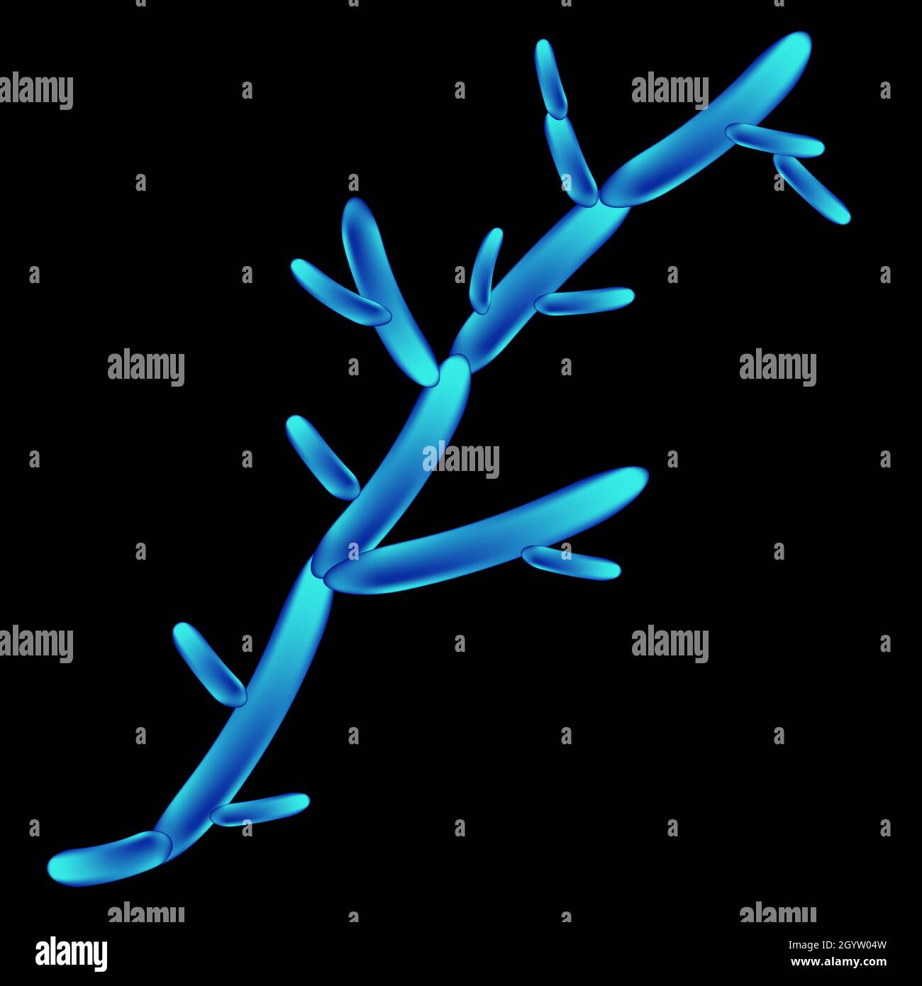C. tropicalis candida. Pathogenic yeast-like fungi of the Candida type ...