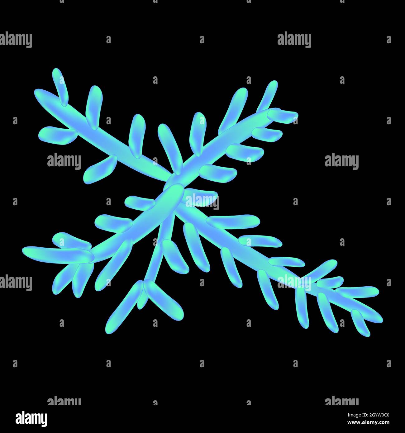 C. utilis candida. Pathogenic yeast-like fungi of the Candida type ...