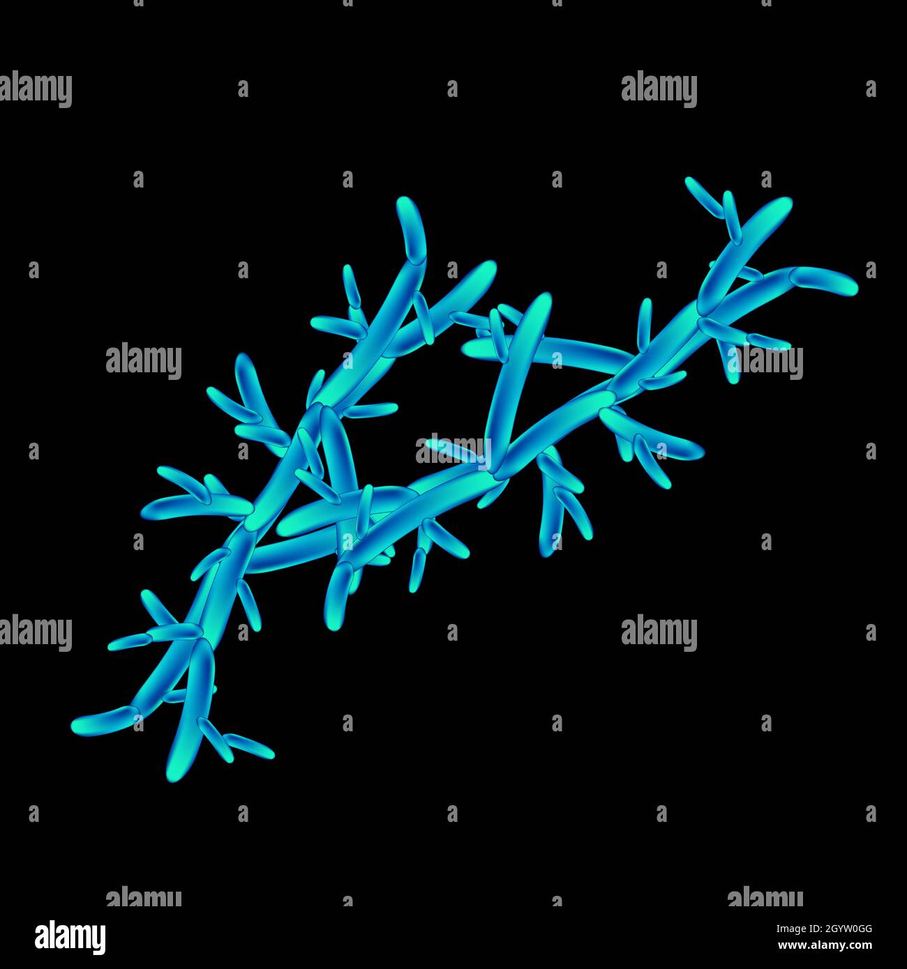 C. pseudotropicalis candida. Pathogenic yeast-like fungi of the Candida ...