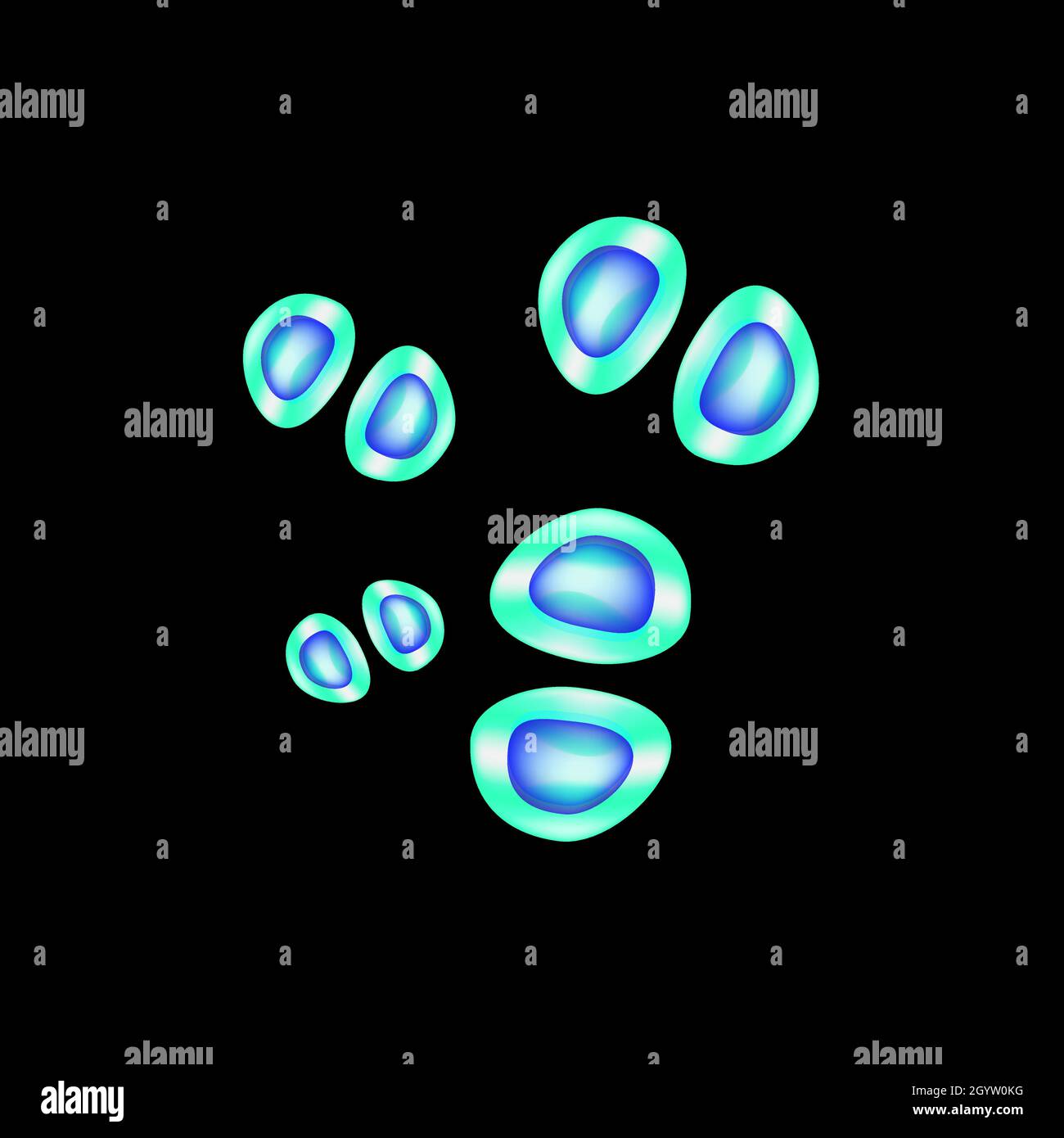 C. glabrata candida. Pathogenic yeast-like fungi of the Candida type ...