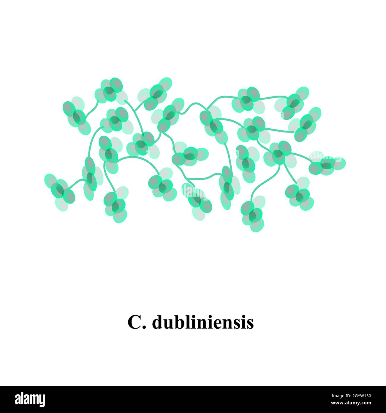 C. dubliniensis candida. Pathogenic yeast-like fungi of the Candida ...