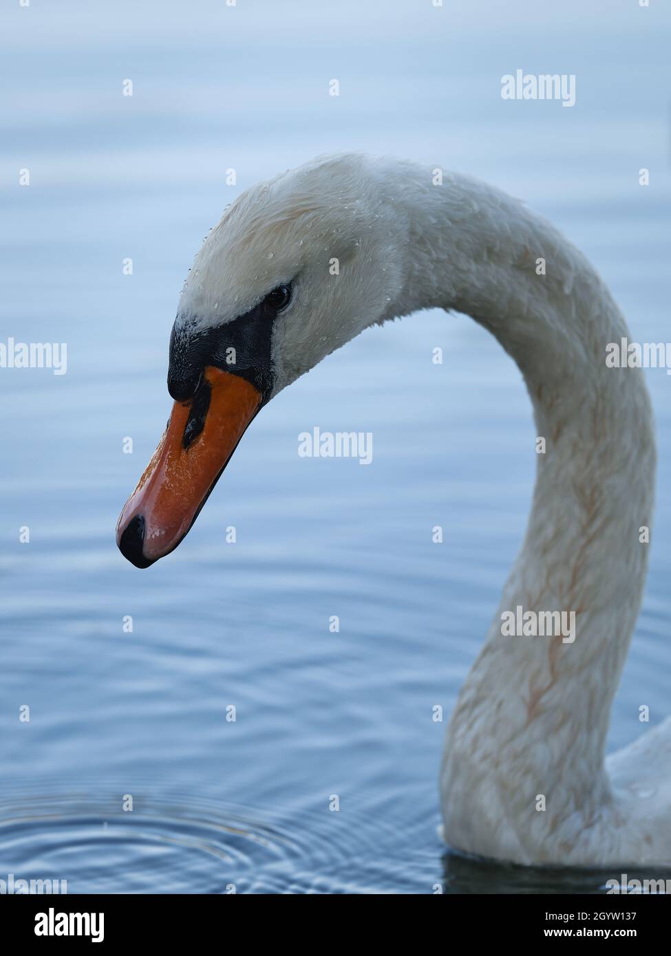 Beautiful swan portrait outdoor Stock Photo - Alamy