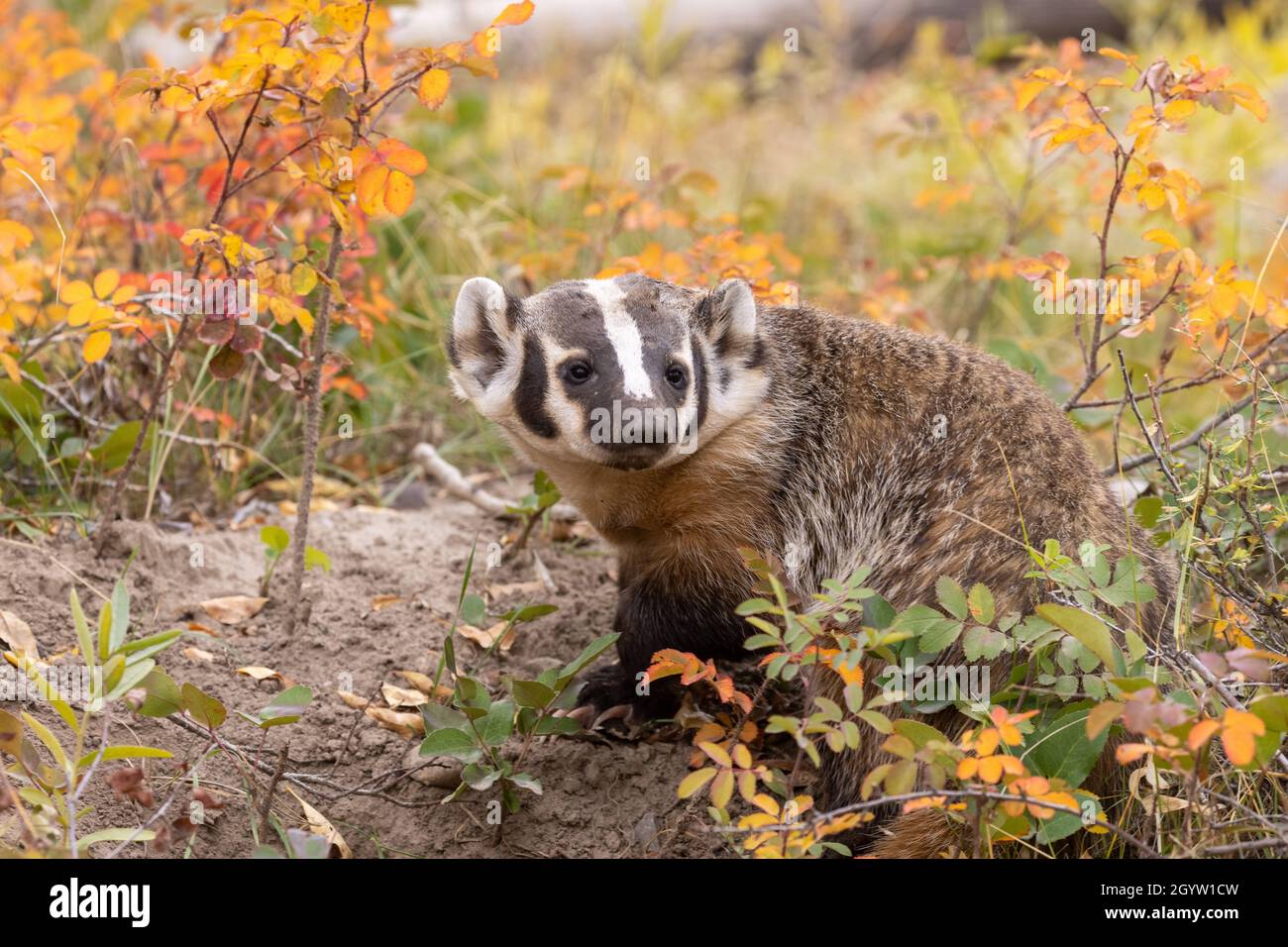 Cute Badger in Autumn in Wyoming Stock Photo - Alamy