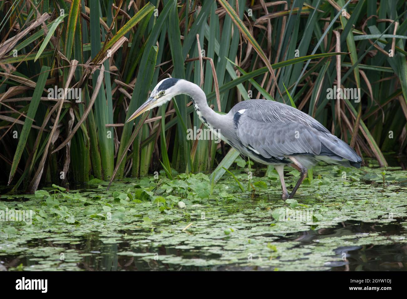 Shallow water of a pond looking out hi-res stock photography and images ...