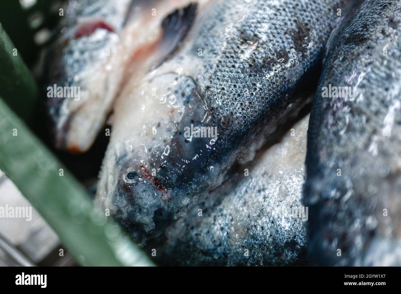 Chilled trout carcasses are in a large green plastic box Stock Photo ...