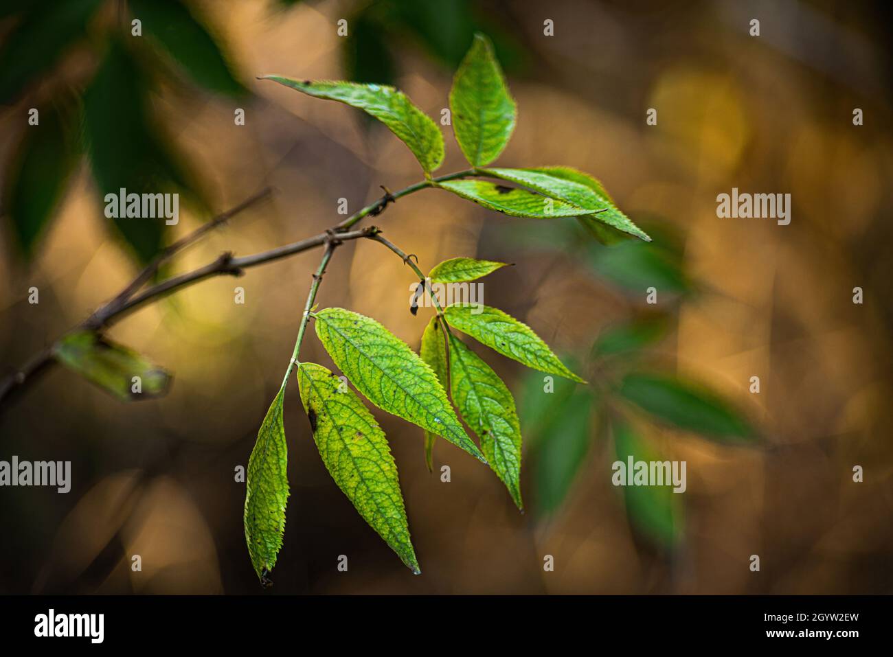 leaf; deciduous; branch tree, stem, bark; wood; wooden; green; plant ...