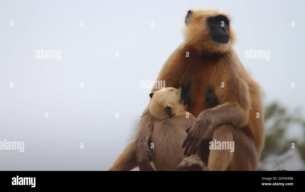 Cute monkey feeding its baby Stock Photo - Alamy