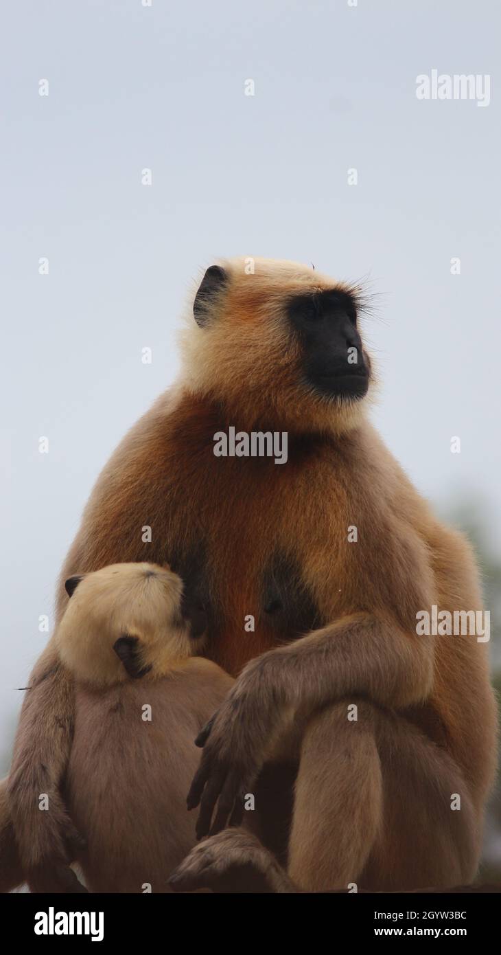 Cute monkey feeding its baby Stock Photo - Alamy