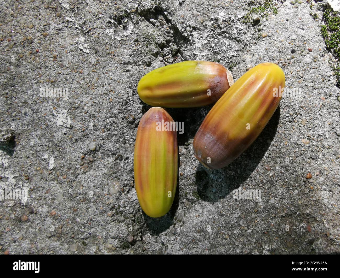 Closeup shot of acorns on a rock surface Stock Photo - Alamy