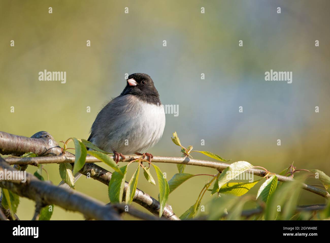Closeup shot of a junco bird sitting on a branch Stock Photo - Alamy