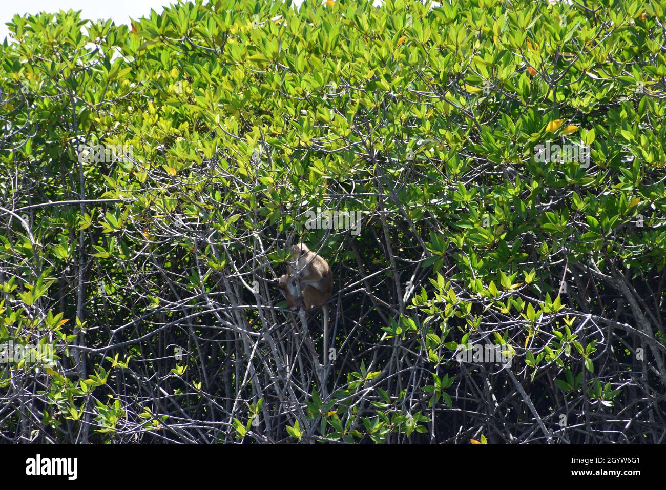 Angry monkey on the tree Stock Photo - Alamy