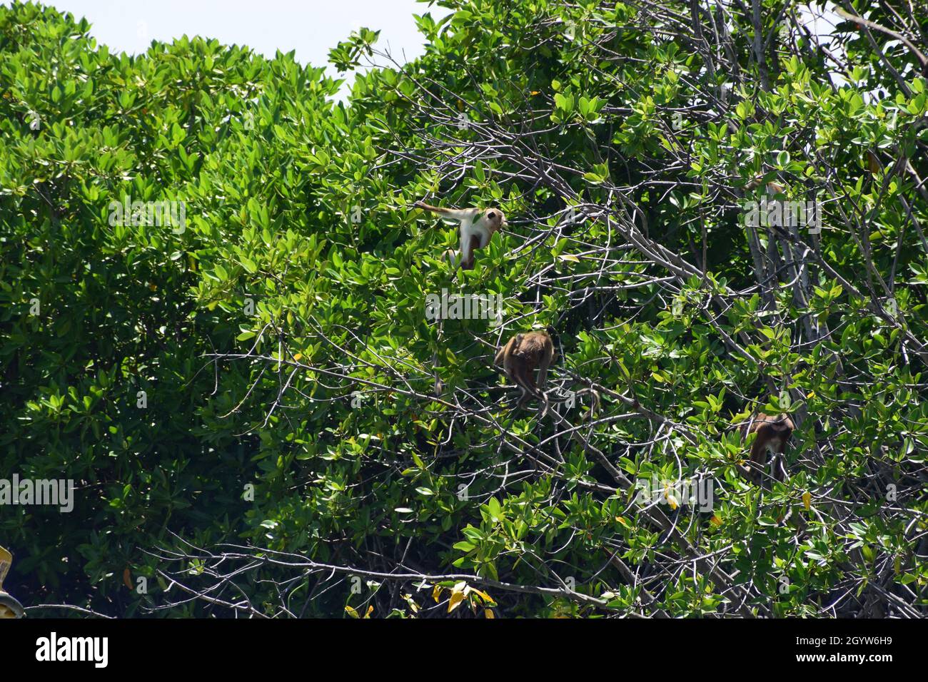Angry tree hi-res stock photography and images - Alamy