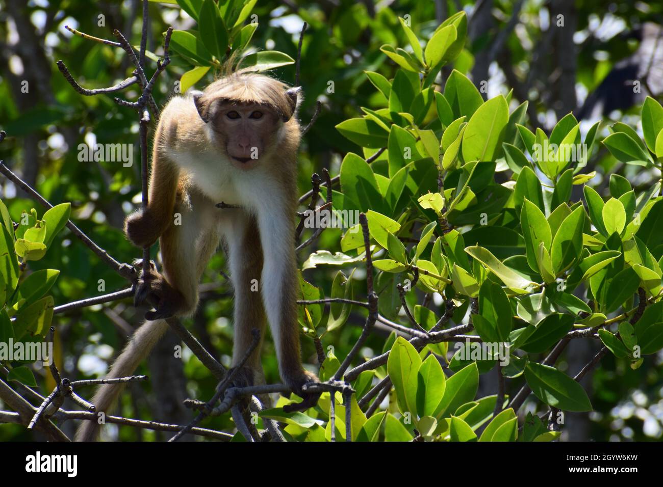Angry monkey on the tree Stock Photo - Alamy