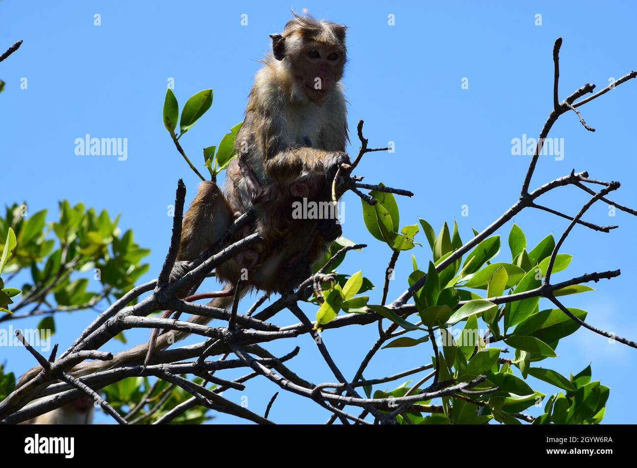 Angry monkey on the tree Stock Photo - Alamy