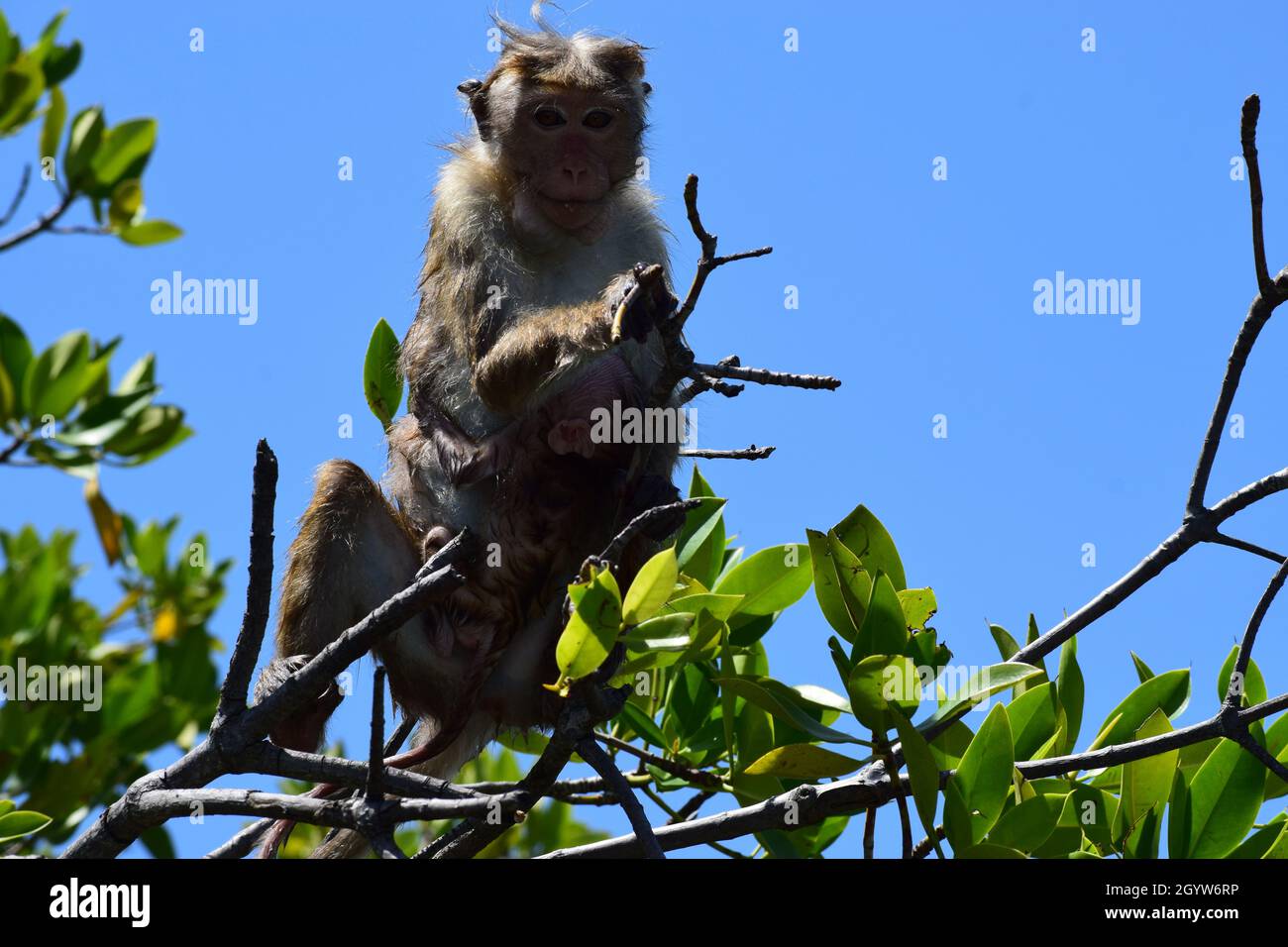 Angry tree hi-res stock photography and images - Alamy