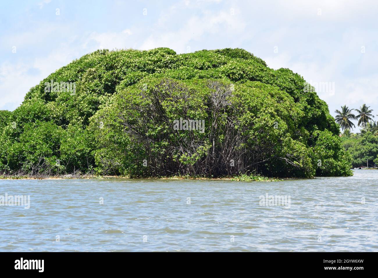 Water lagoon nature Stock Photo - Alamy