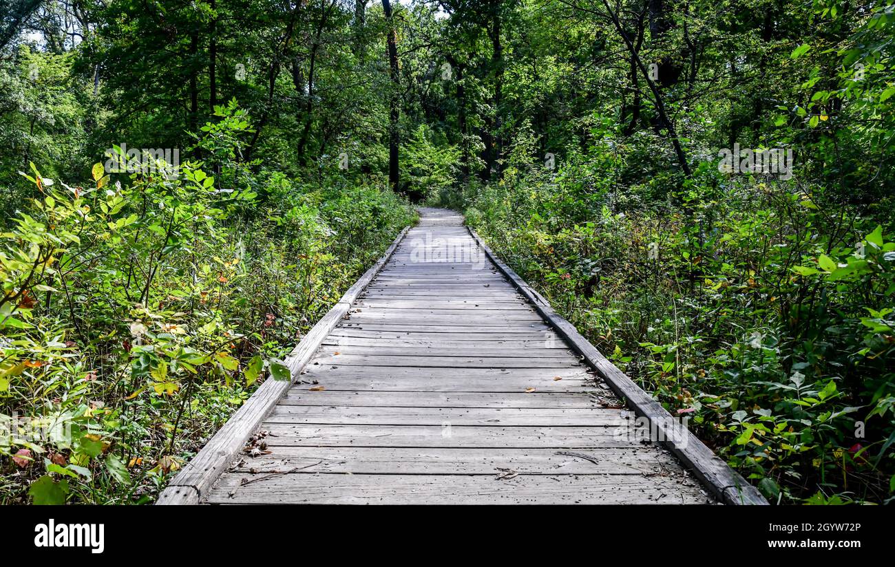 Wooden boardwalk hiking path through the woods Stock Photo - Alamy