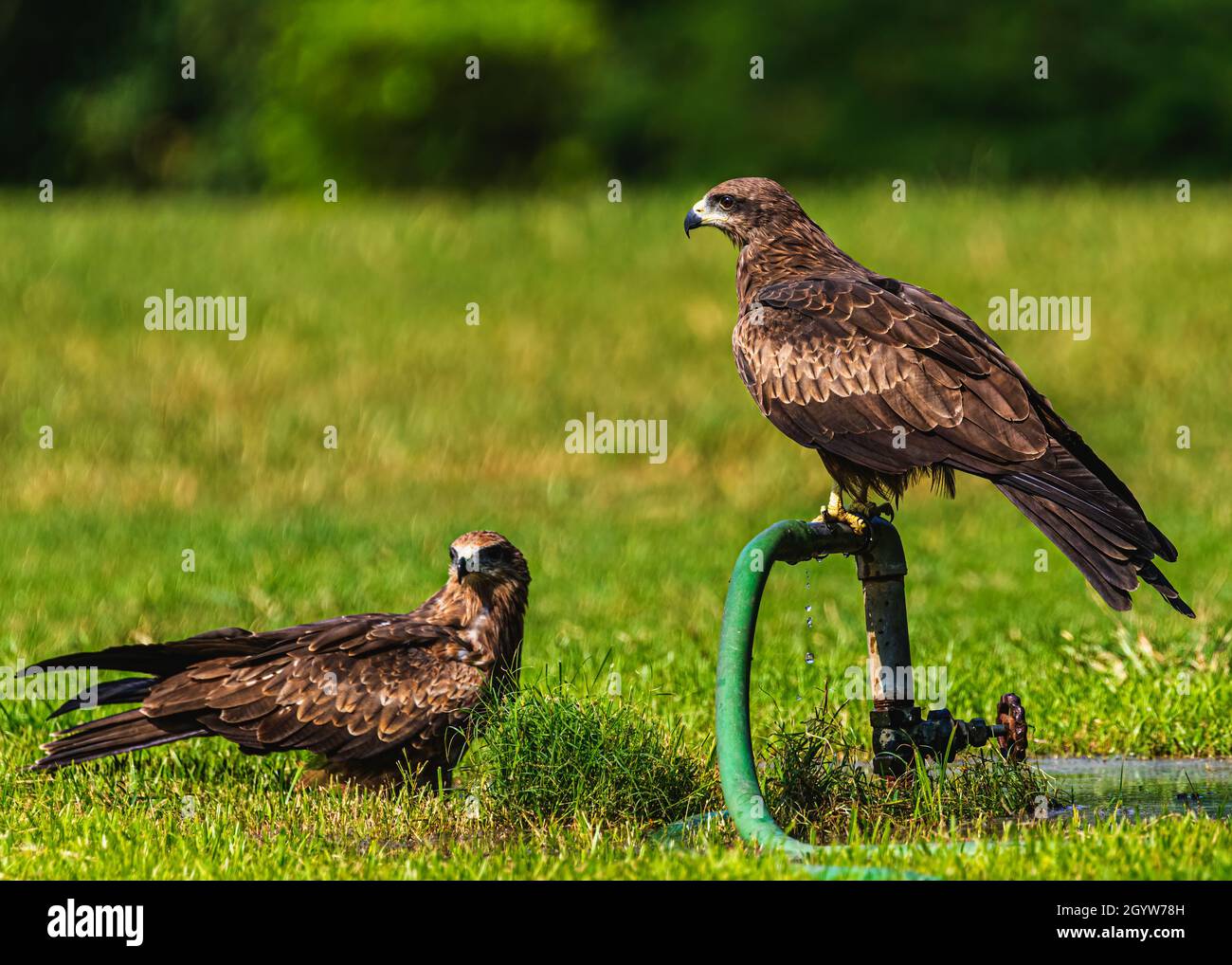 A pair of Black Kite drinking water on a water Tap Stock Photo - Alamy