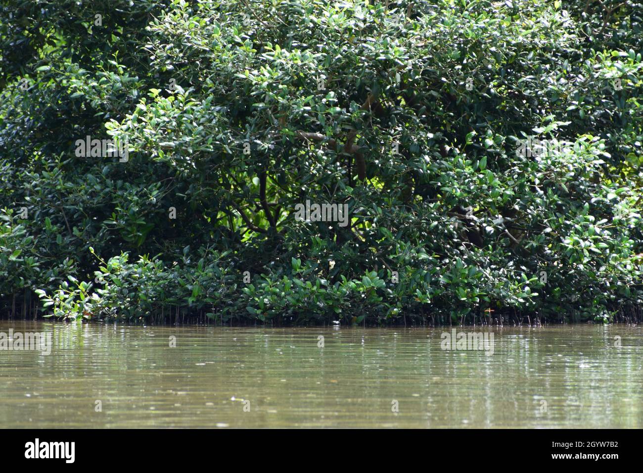Water lagoon nature Stock Photo - Alamy