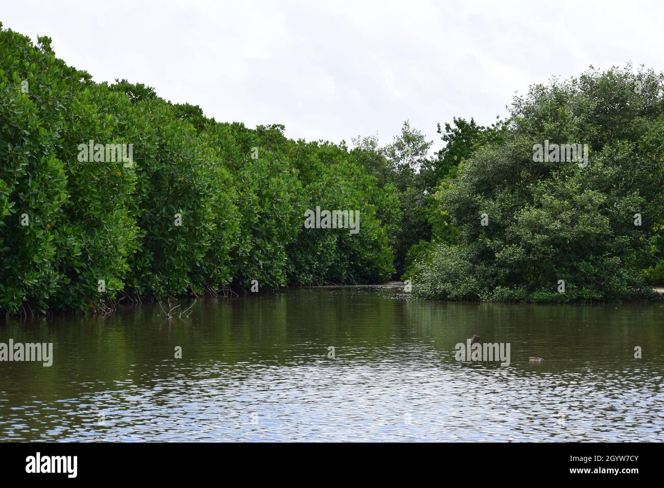 Water lagoon nature Stock Photo - Alamy