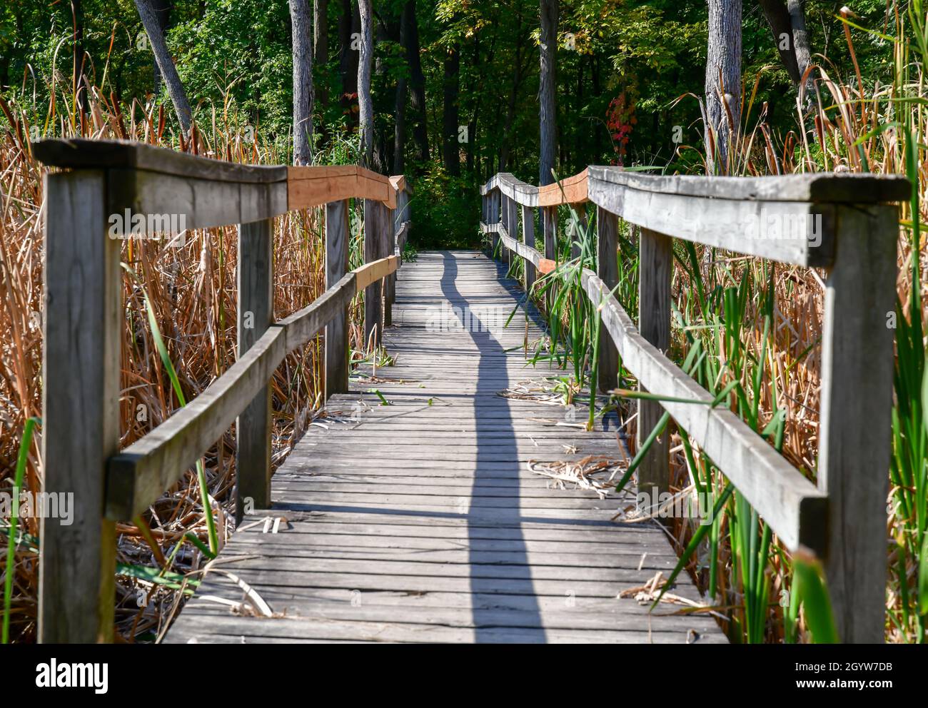 Wooden boardwalk hiking path through the woods Stock Photo - Alamy