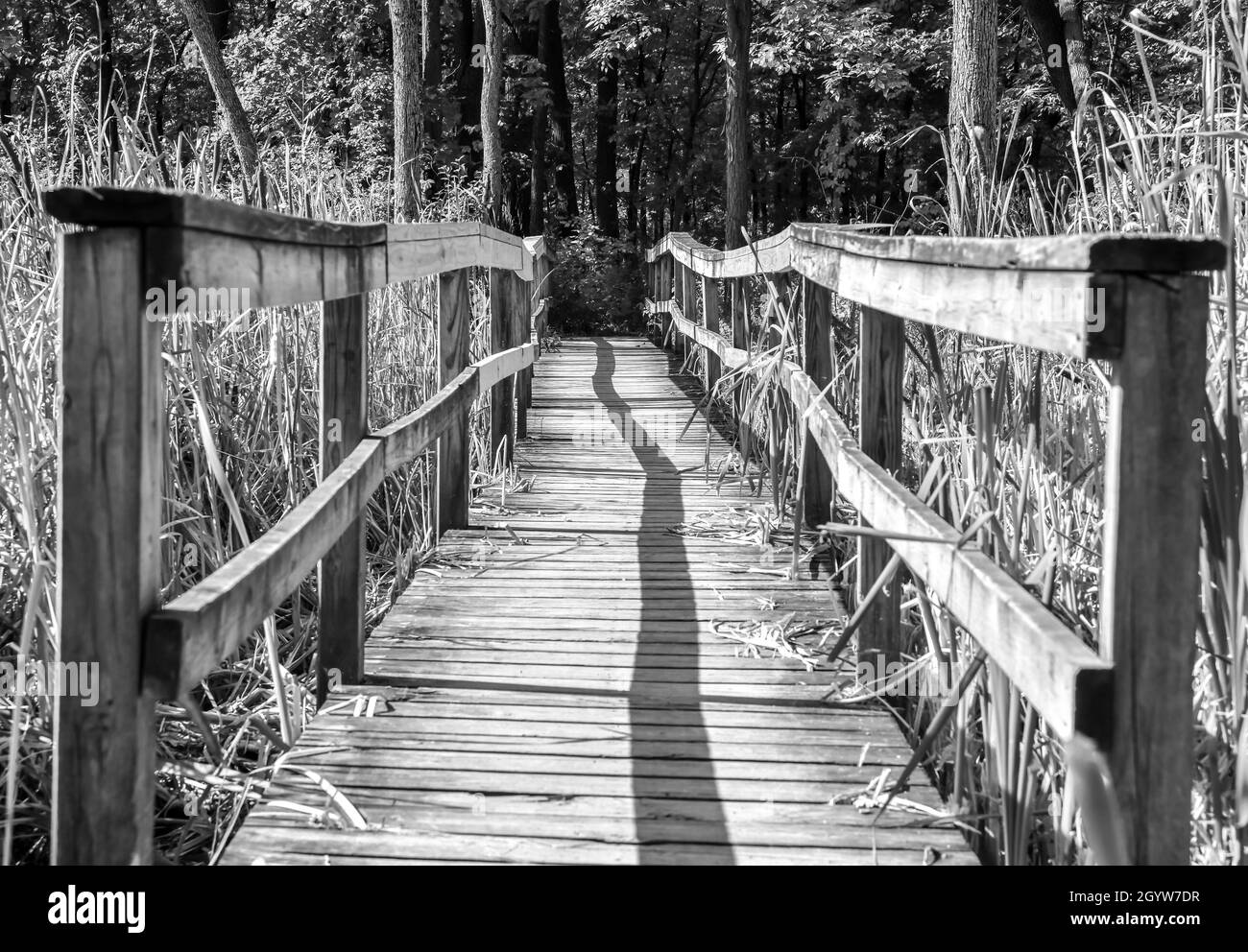 Wooden boardwalk hiking path through the woods Stock Photo - Alamy