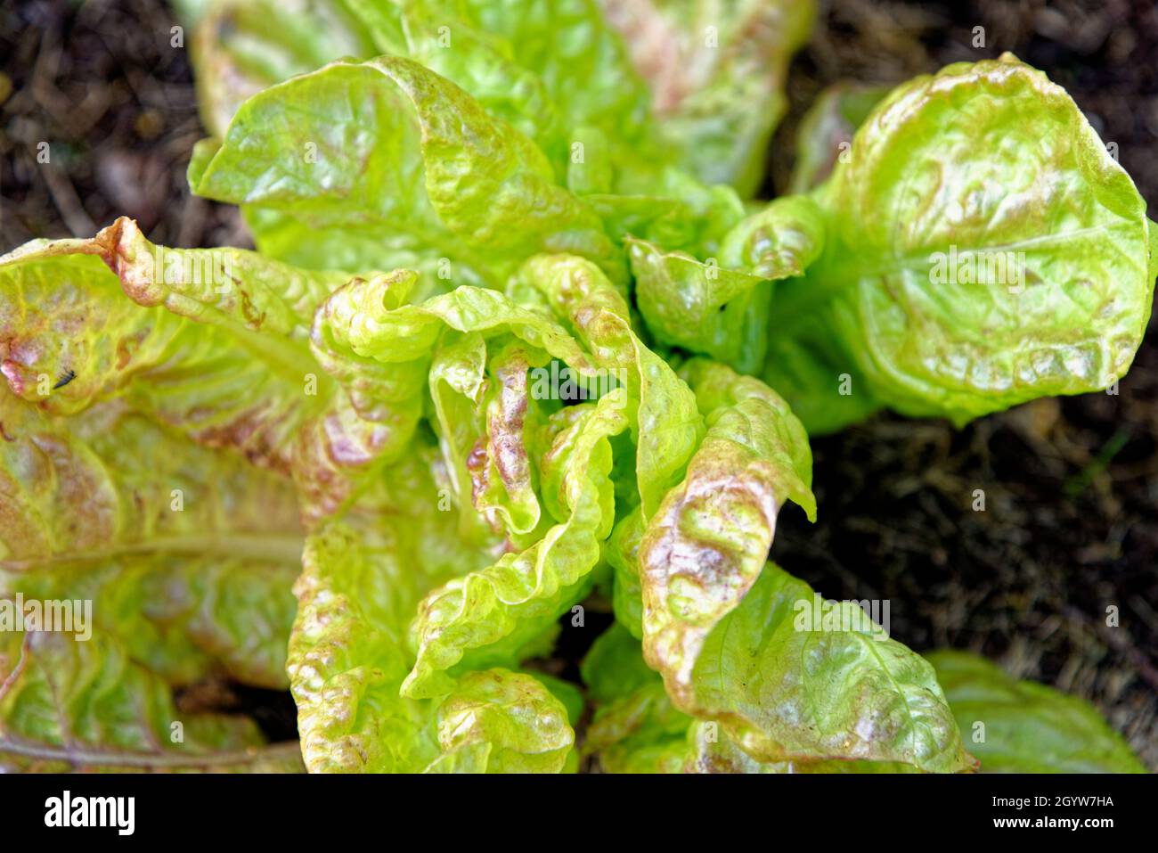 Little Gem Romaine Lettuce in a garden. Top view. Small lettuces ...