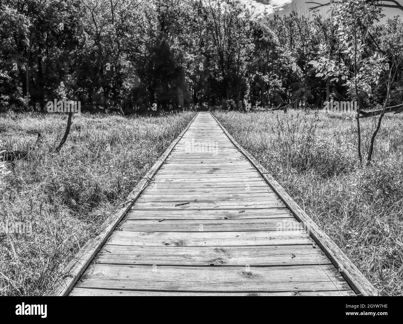 Wooden boardwalk hiking path through the woods Stock Photo - Alamy