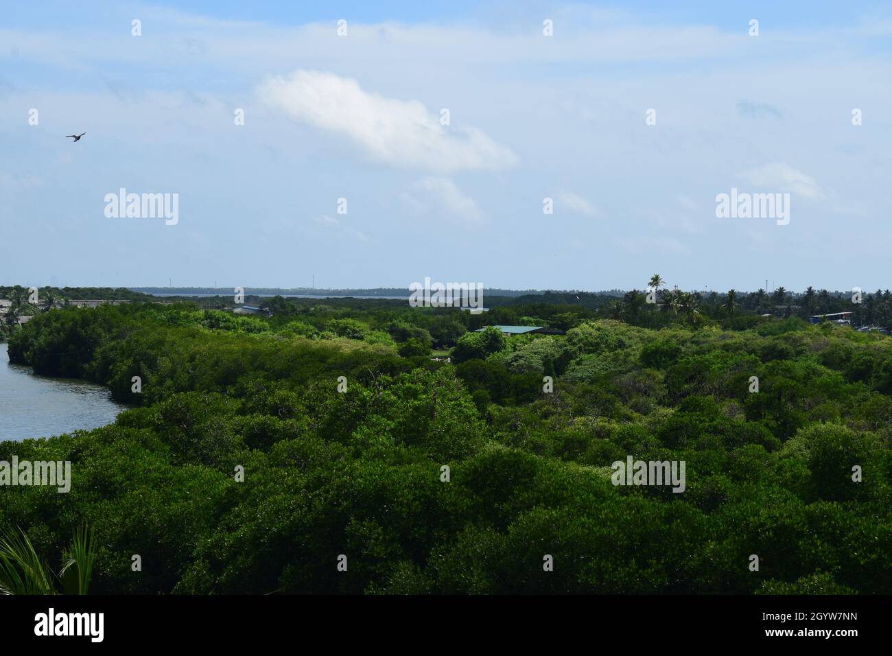 Water lagoon nature Stock Photo - Alamy