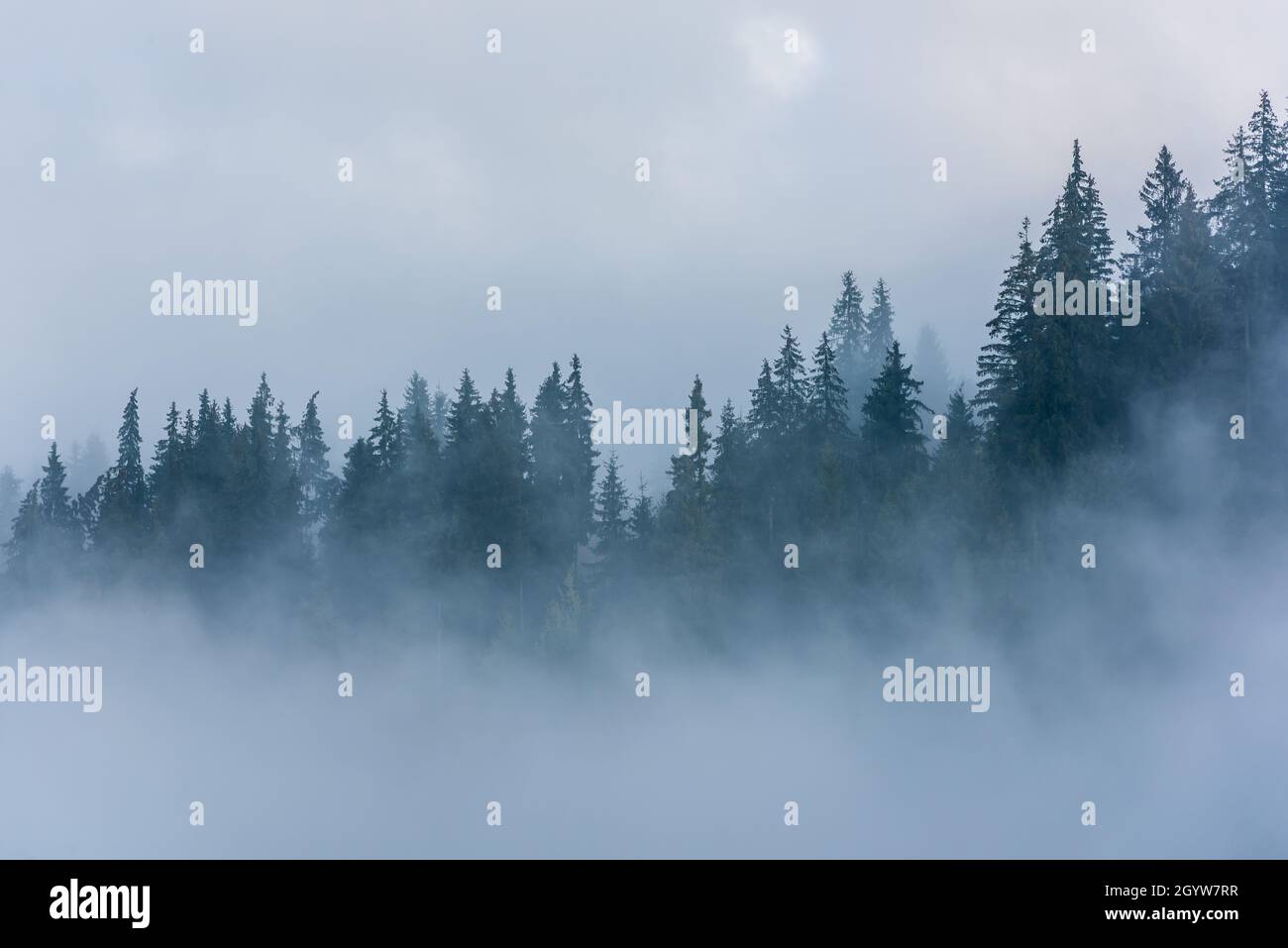 Foggy Pine Forest. Forest trees with clouds and mist. Misty morning ...