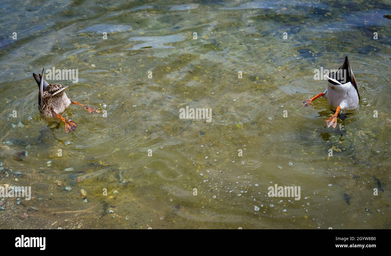 Two swan heads hi-res stock photography and images - Alamy