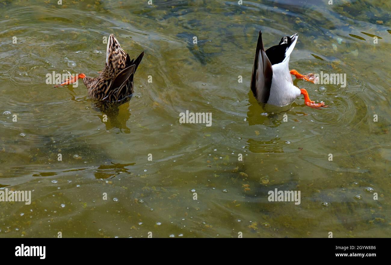 Two swan heads hi-res stock photography and images - Alamy