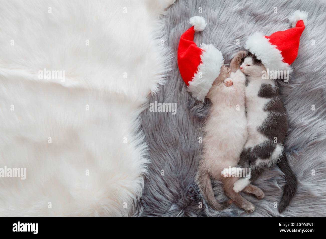 White kittens sleeping hi-res stock photography and images - Alamy