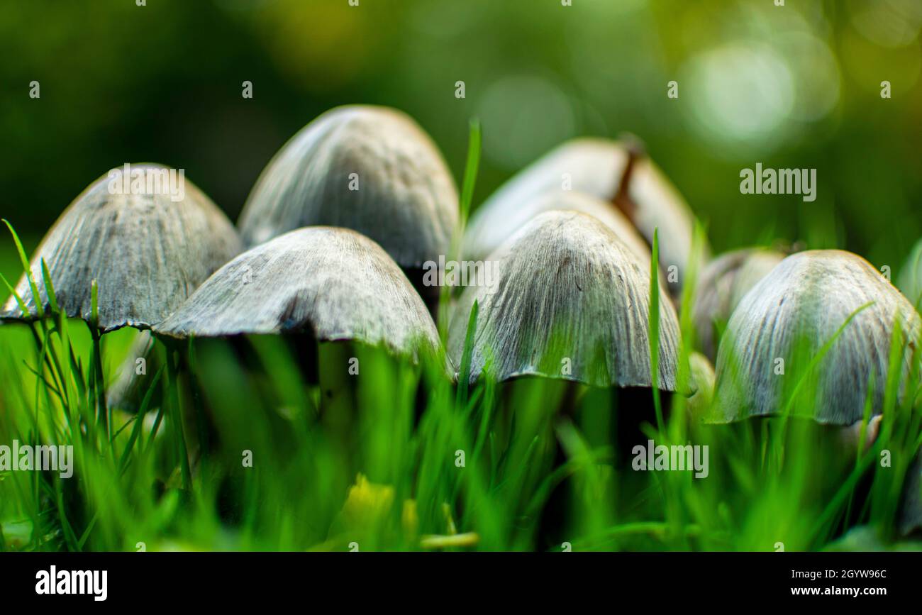 Coprinus comatus Mushroom Coprinus comatus is a well-known and easily ...