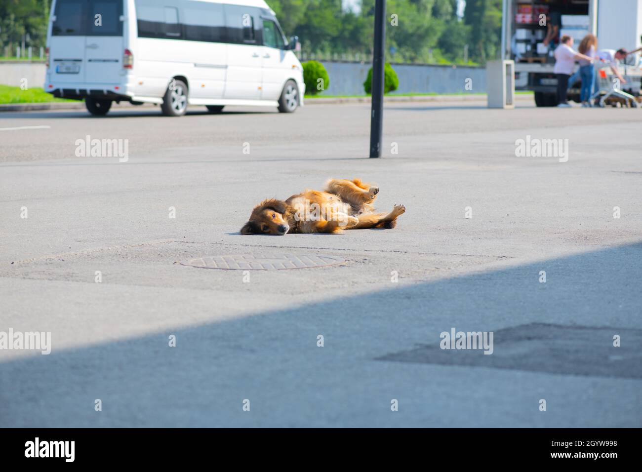 Rottweiler lying down hi-res stock photography and images - Alamy