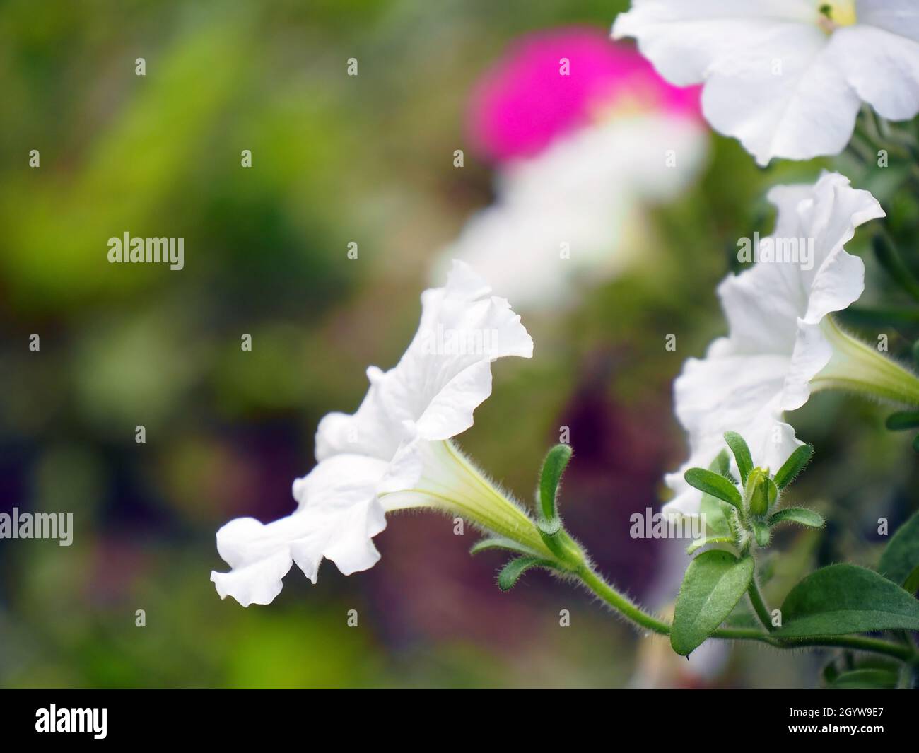Petunia plant hi-res stock photography and images - Alamy