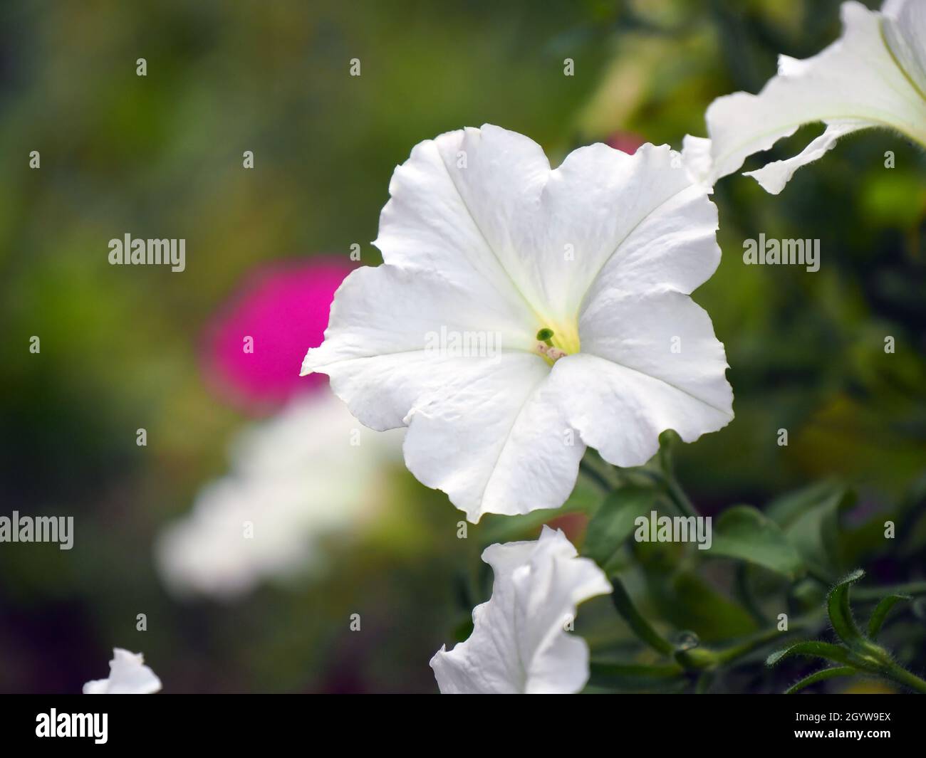 Close-up of the white flower on a petunia plant growing in a flowerbed ...