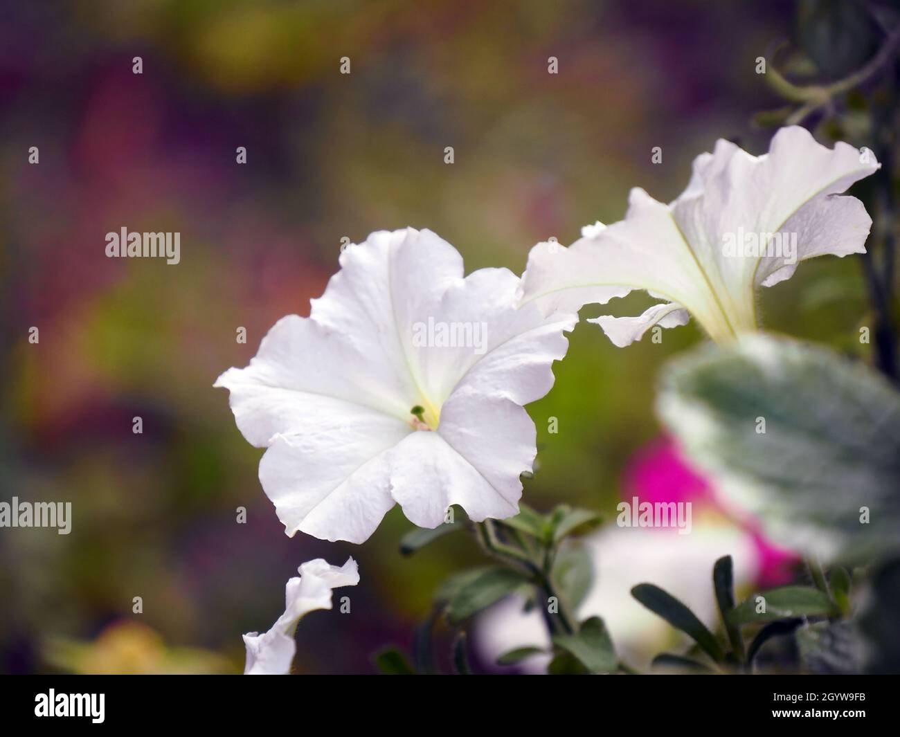 Close-up of the white flower on a petunia plant growing in a flowerbed ...