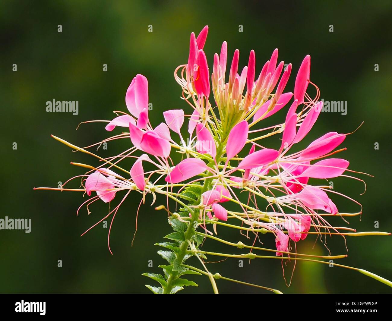 Close-up of the pink flowers on a spider flower plant growing in a ...