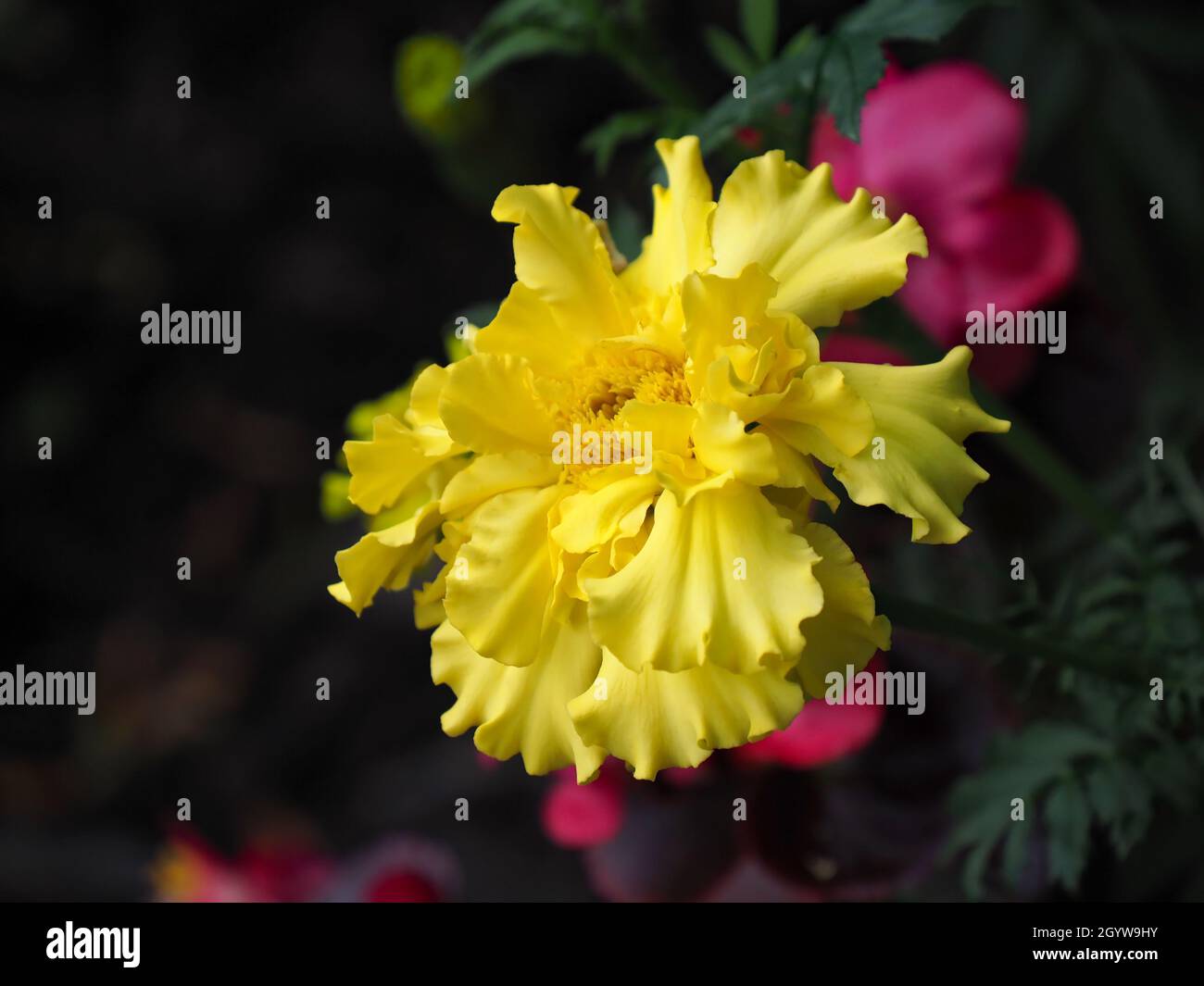 Close-up of the yellow flower on a marigold plant growing in a ...