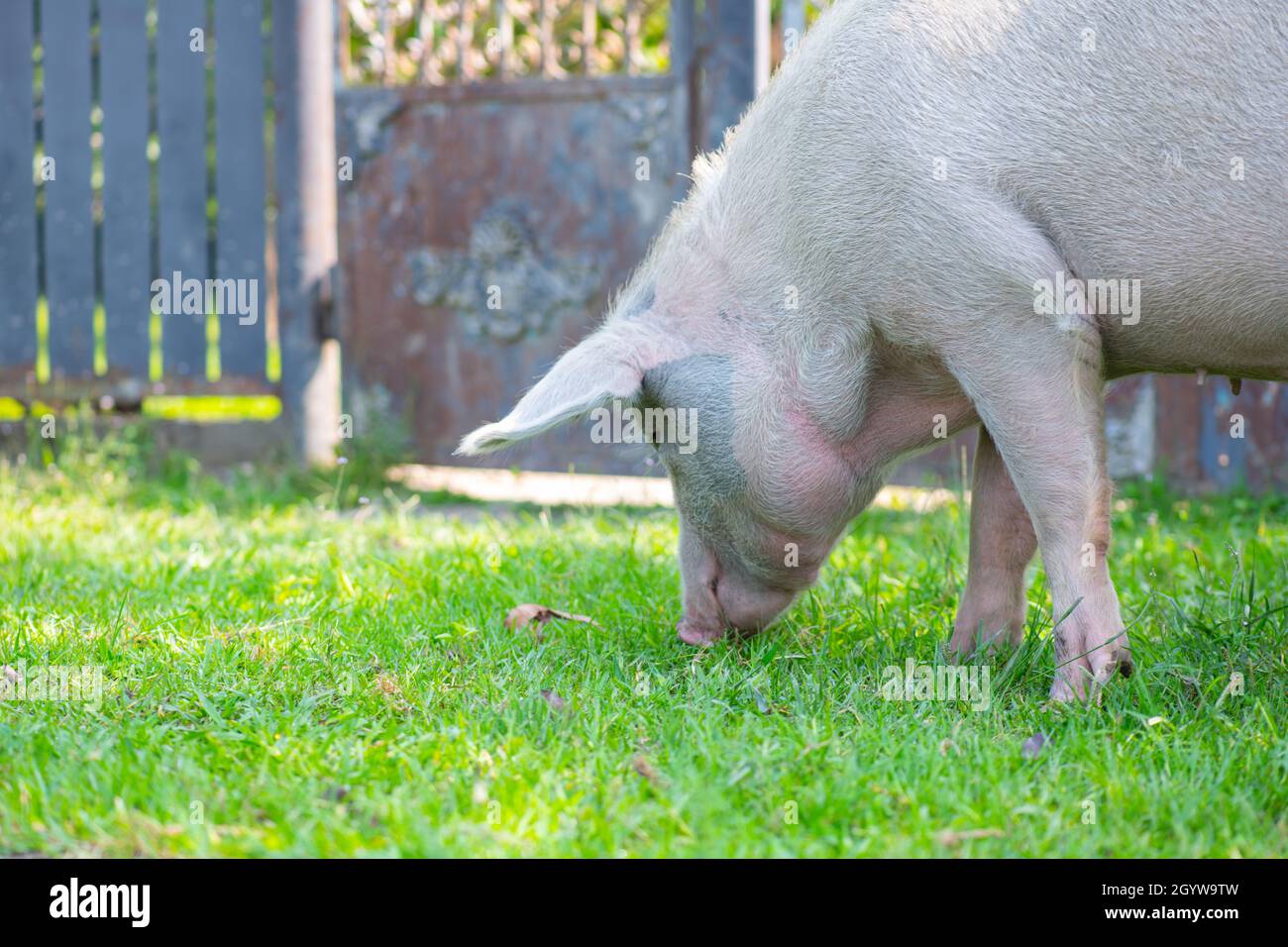 a good pig walks around the yard and eats grass Stock Photo - Alamy