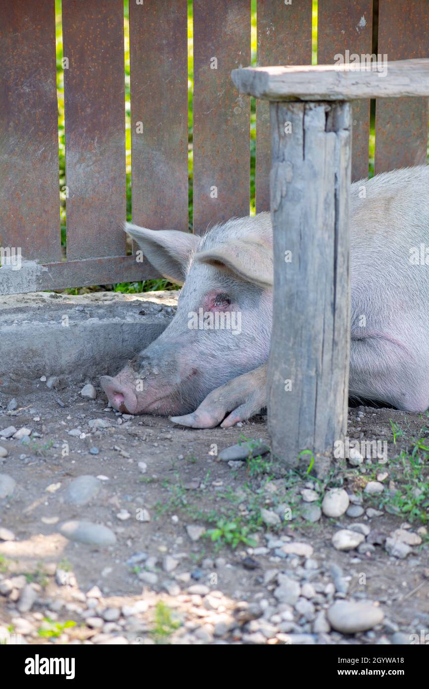 Boar bench hi-res stock photography and images - Alamy